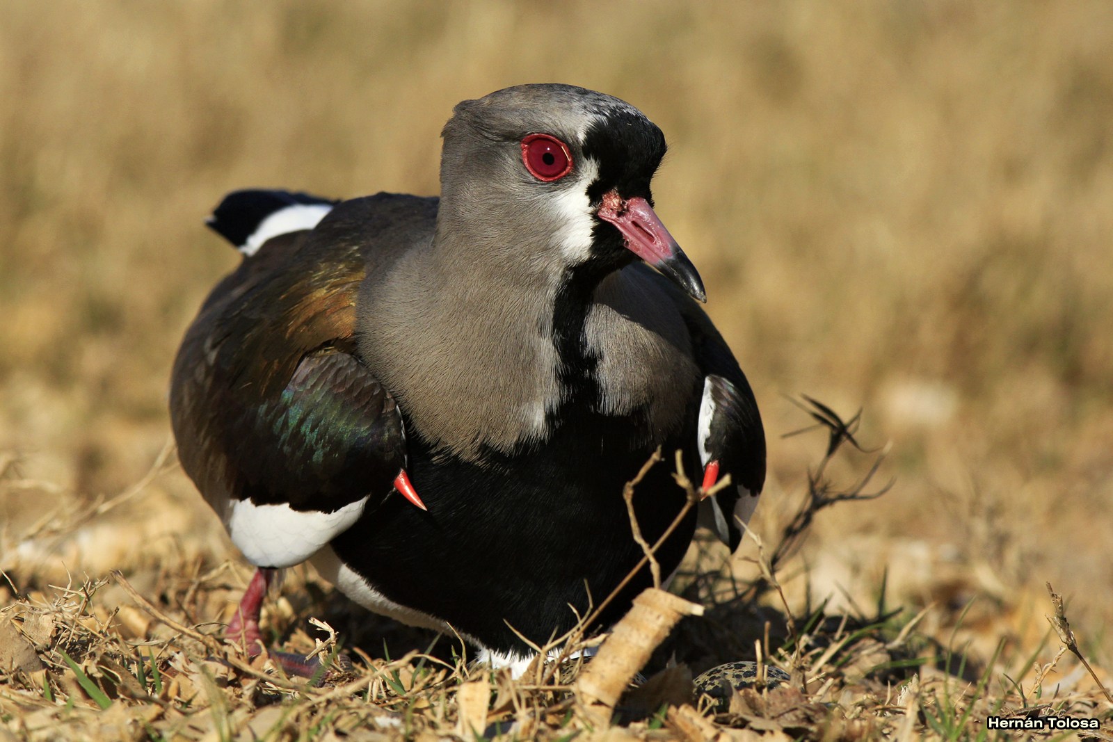 Aves Bonaerenses: Tero empollando