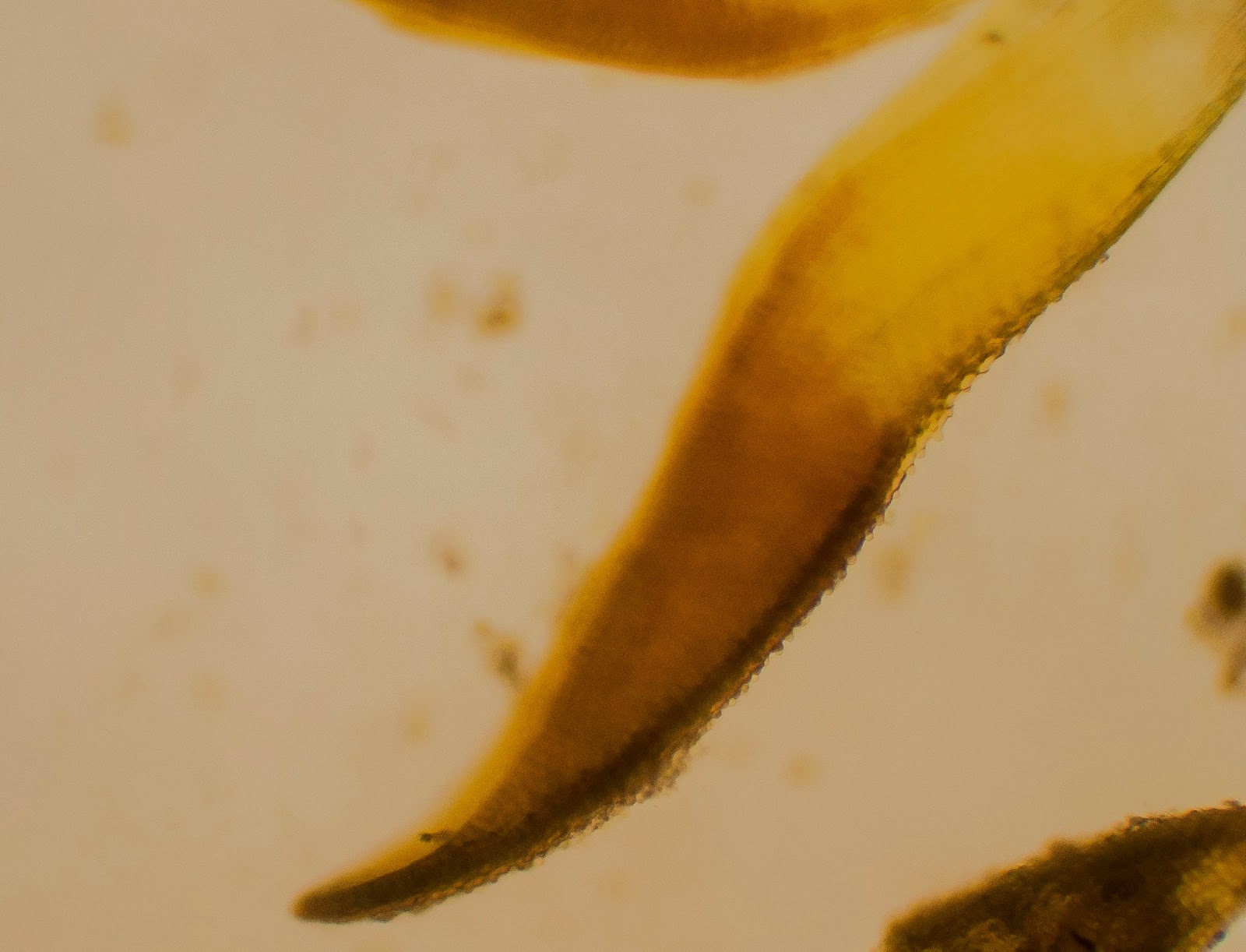 South Wales Bryophytes: Andreaea rupestris var. rupestris in RCT