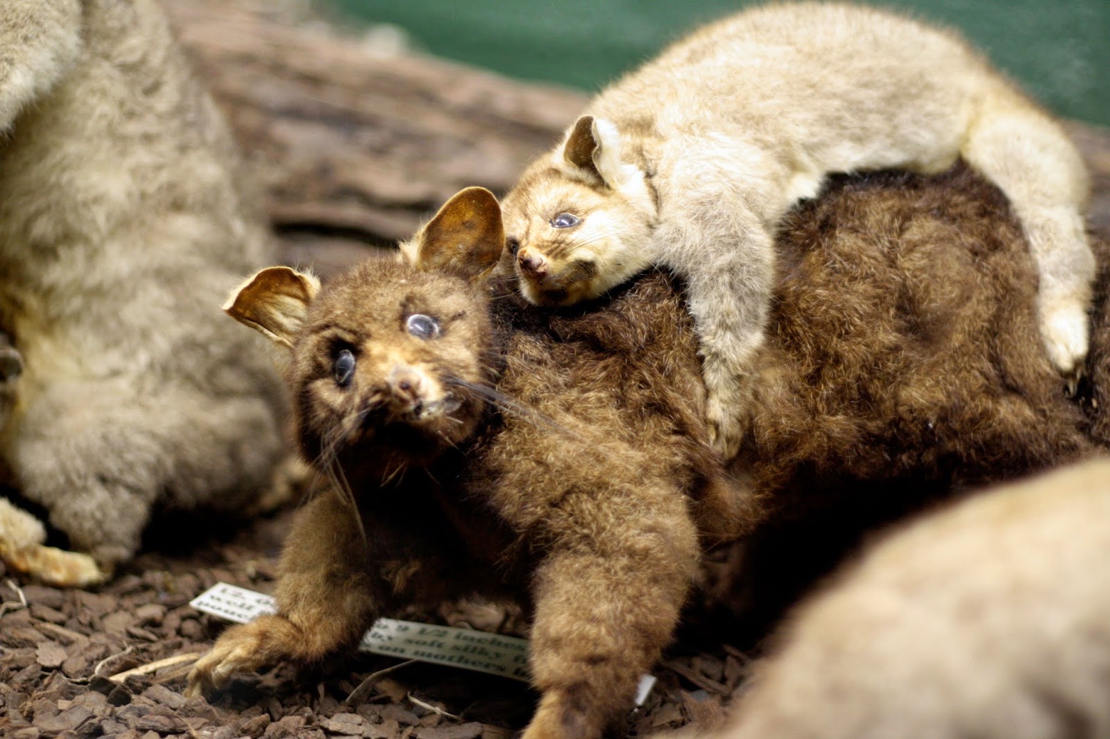 Opossum World ~ Rachel Rayner