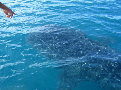 Butanding in Donsol | Tour Philippines