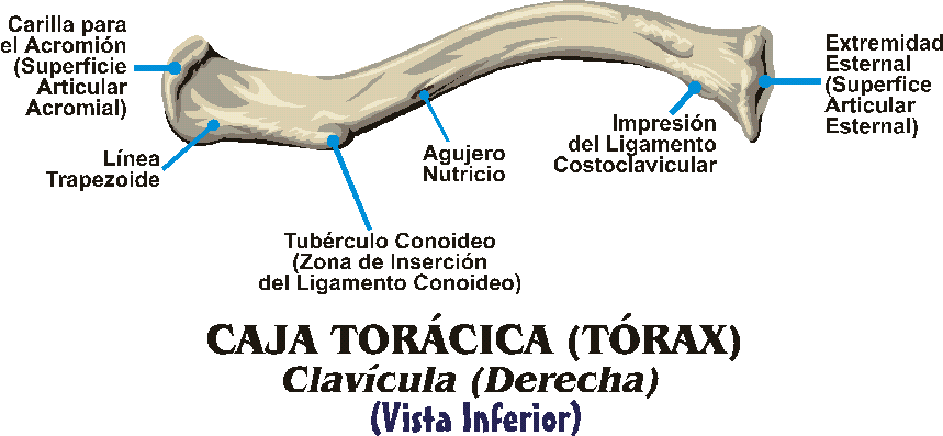 clavicula | Diccionario de biología