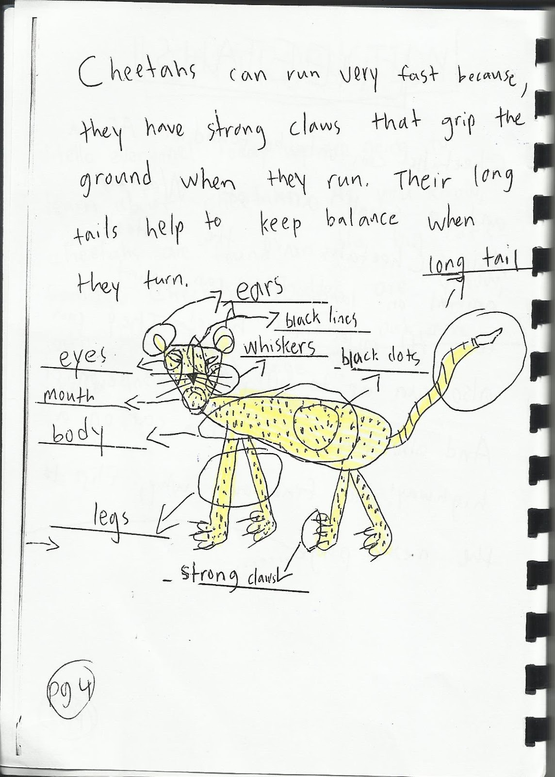 MY-HUMBLEKITCHEN: CHEETAHS