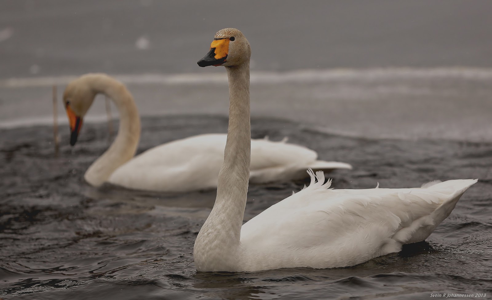 Nature photographer Svein R Johannessen : Våre Svaner og gjesser