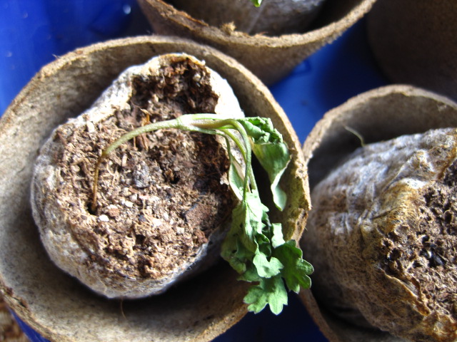 green out every window: Hardening Off is Hard to Do