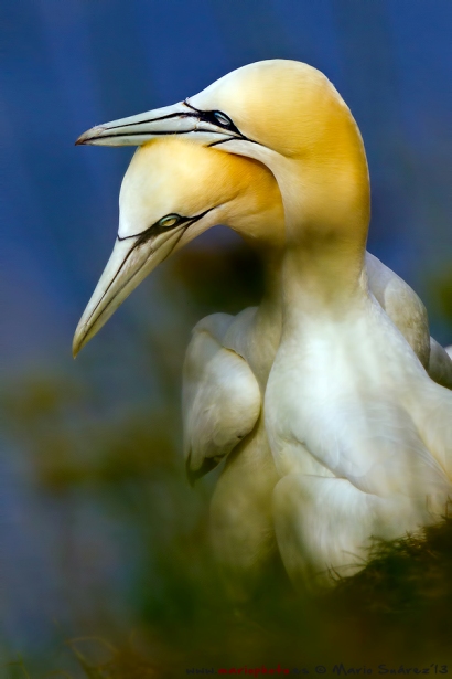 Aves en azul y verde: El alcatraz atlántico
