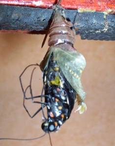 Kisah Inspiratif Pilihan: Belajar dari Sebuah Kepompong