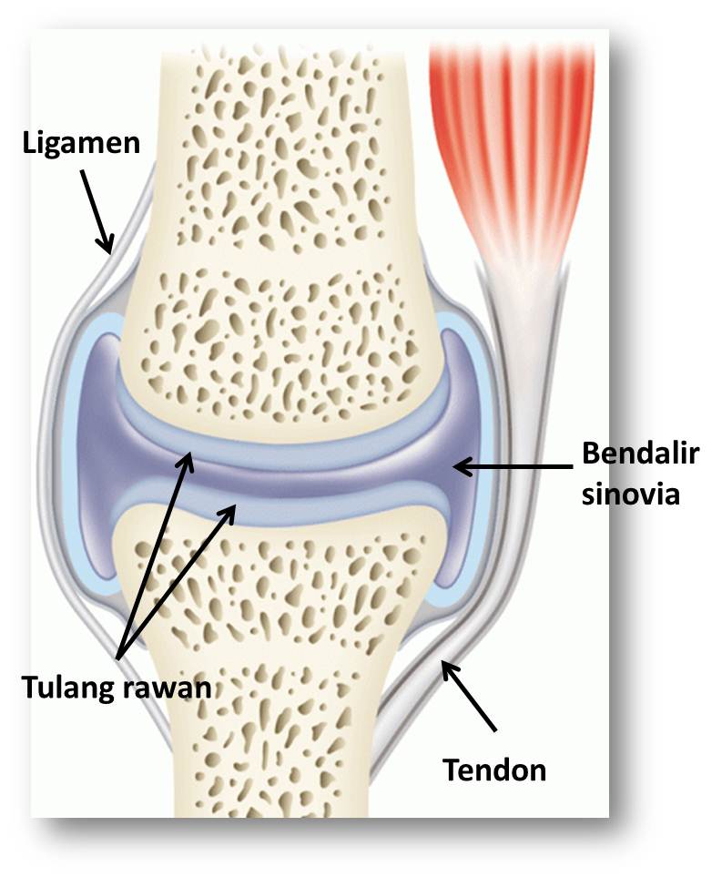 Supplement4all, Specially Created 4 YOU!: Advanced Joint Health Tablet ...