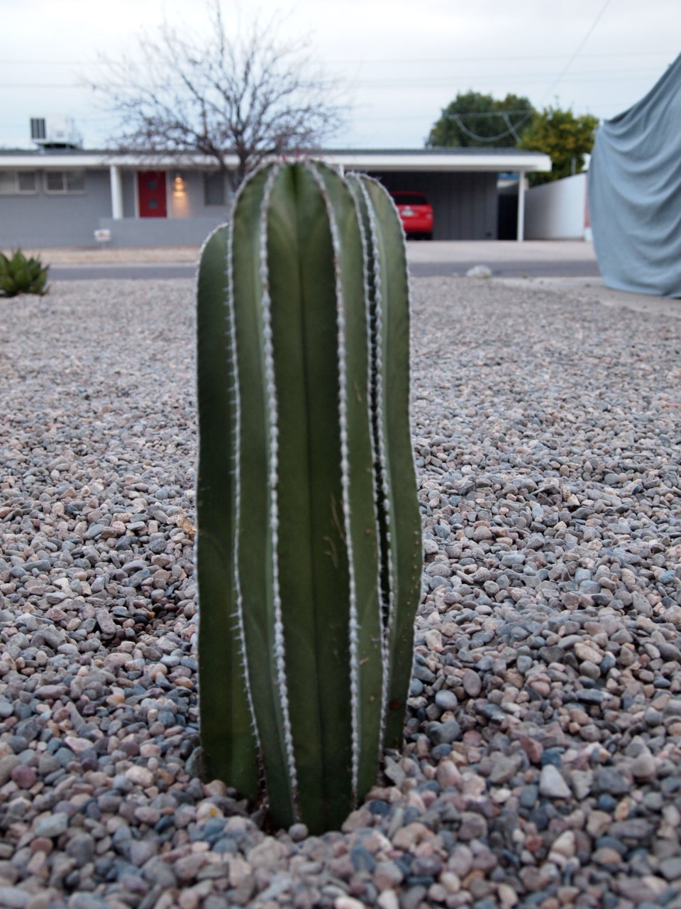 Huppdates: Pokey plants!