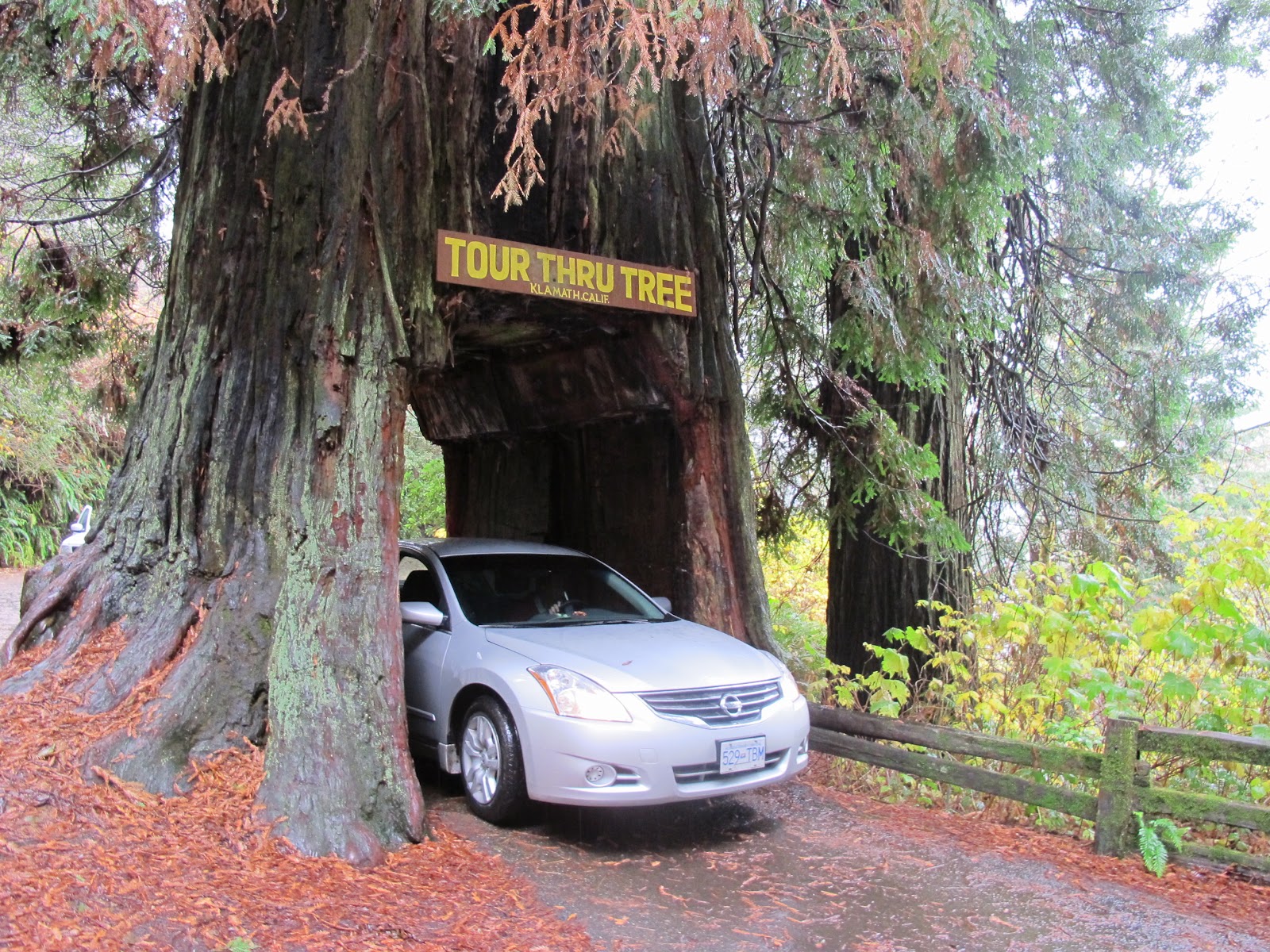 jlopezmb: DRIVING THRU GIANT REDWOOD TREES