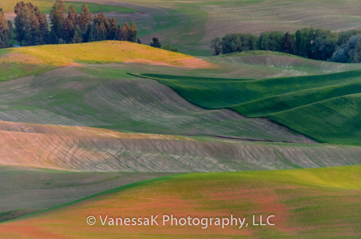 VanessaK: Palouse Patterns
