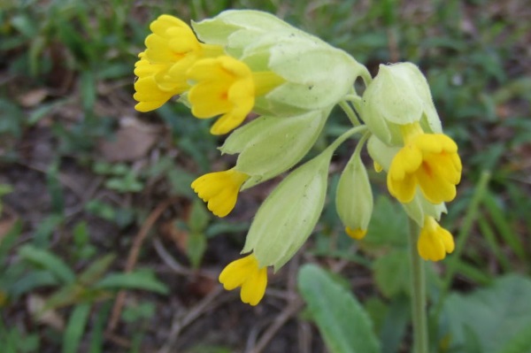 Kako Liječiti: Ljekovita biljka jaglac