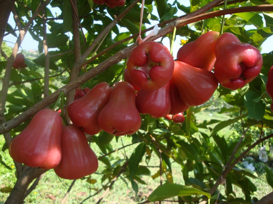 Water Apple Benefits For Health | FRUITS BENEFIT