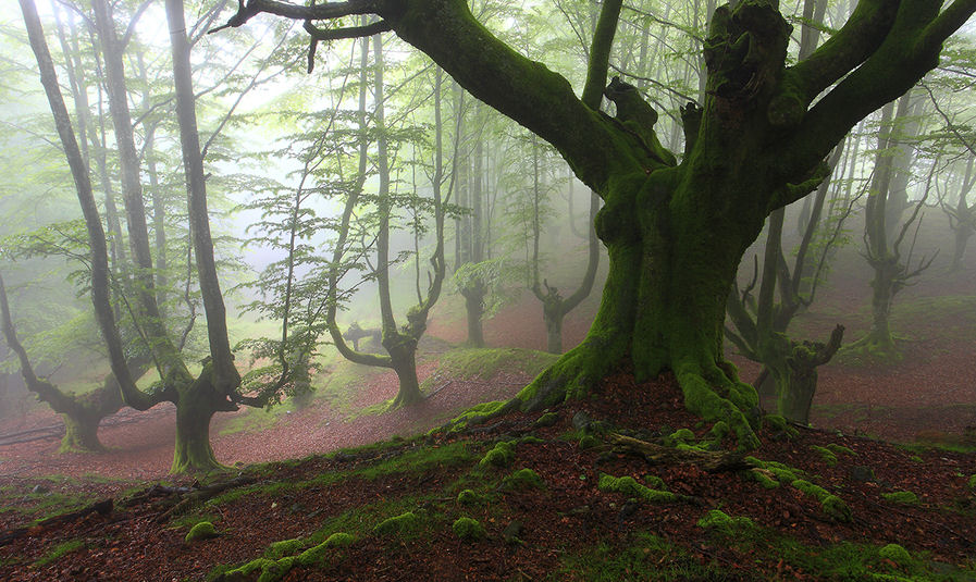Flores en el bosque - Flowers in the forest