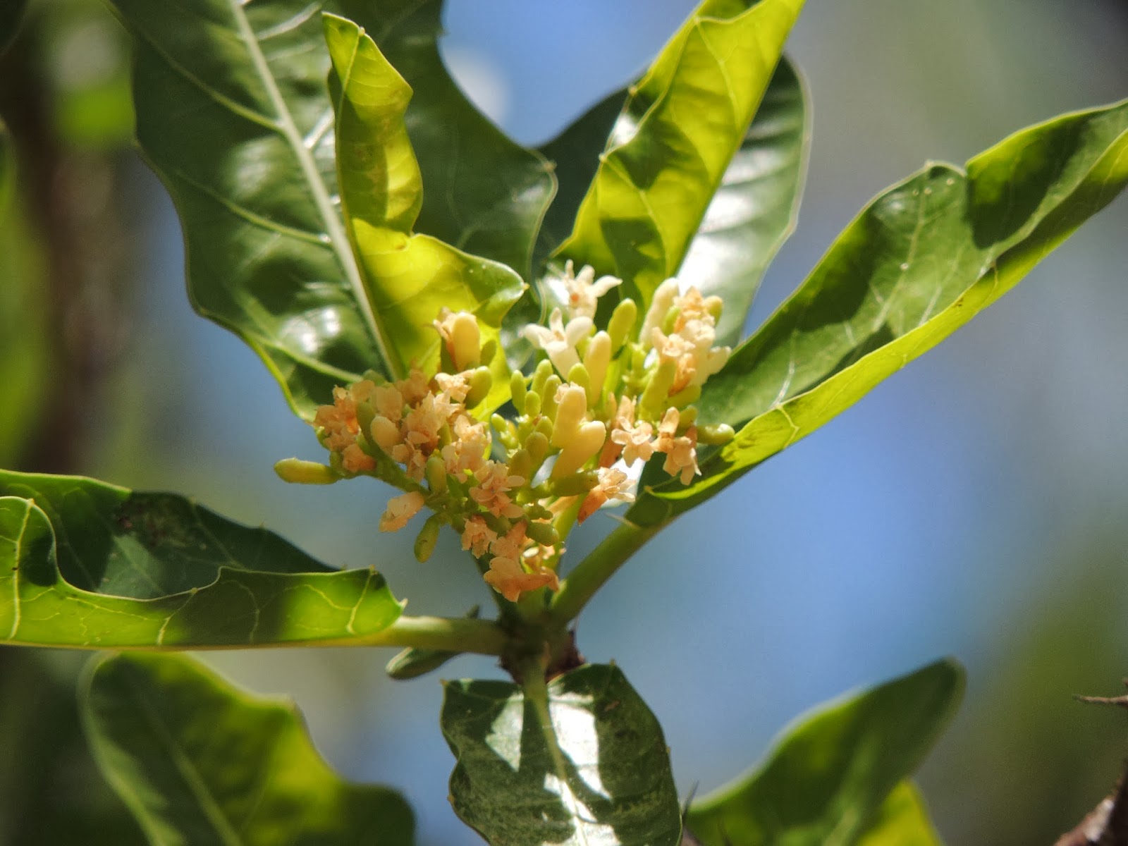 Flora UFERSA: Faveleira