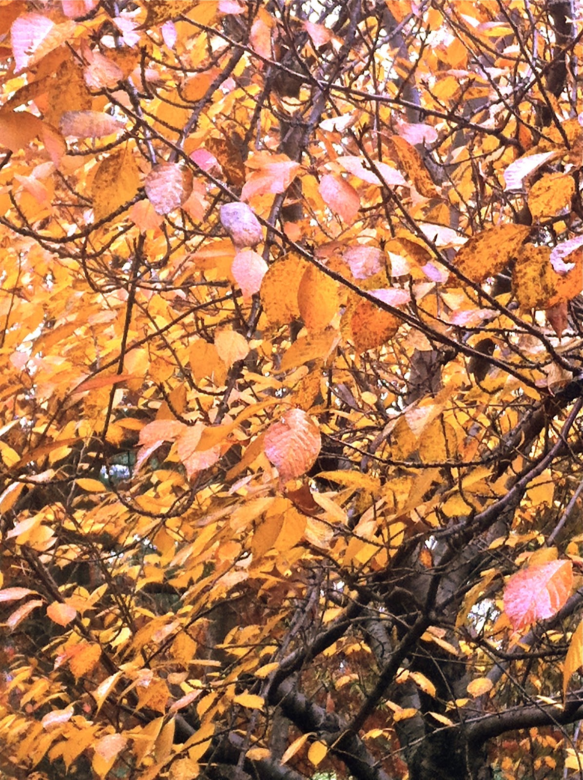 Cherry Blossom Court: Autumn Colored Cherry Trees