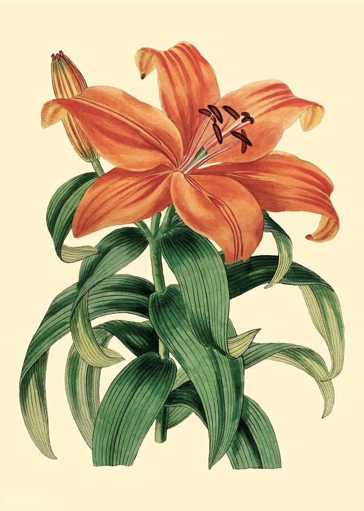 Bee In My Bonnet: Vintage Block Along - Block Six - Vintage Lily Block ...