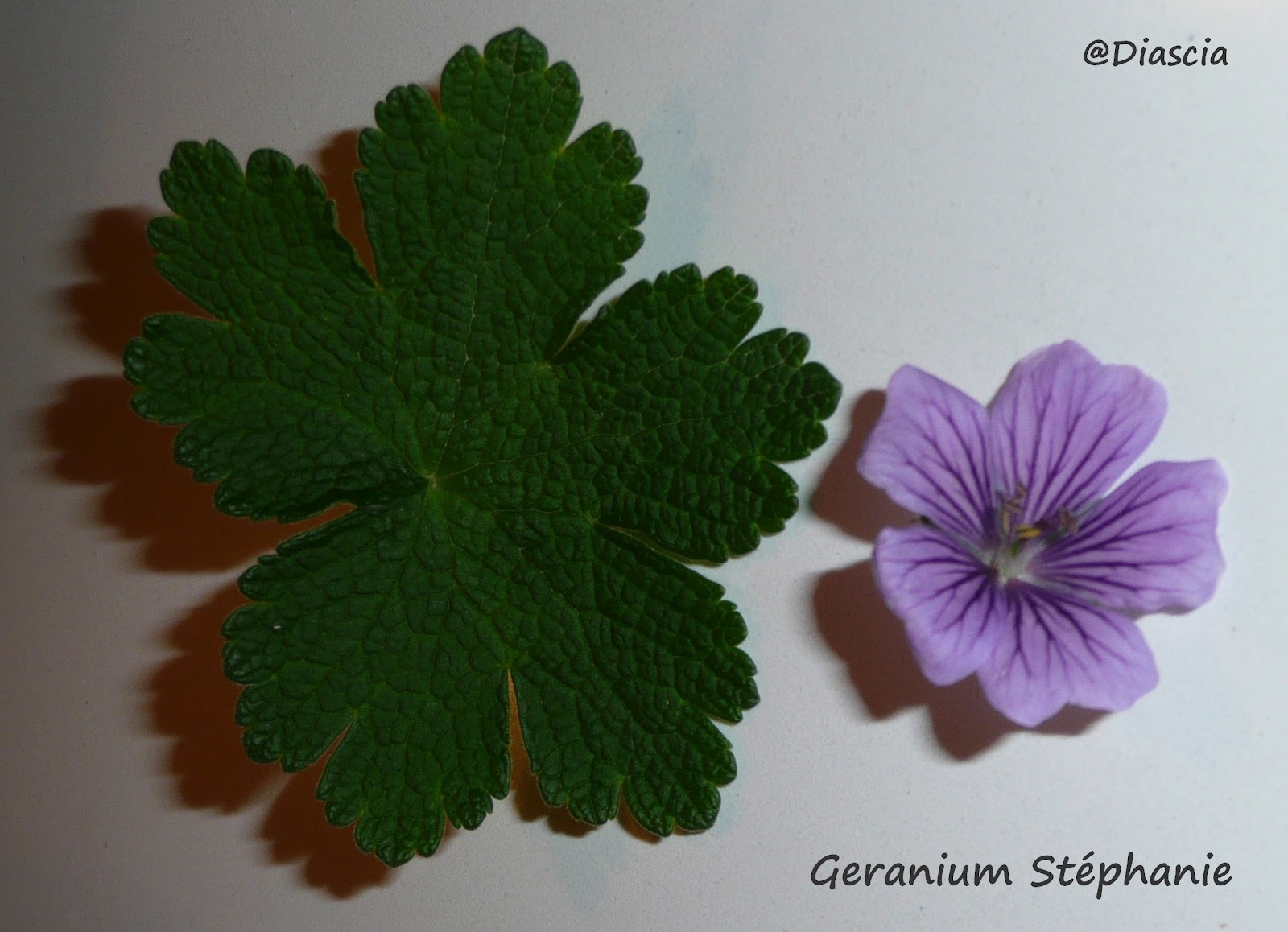 Le jardin de Diascia: GERANIUM STEPHANIE