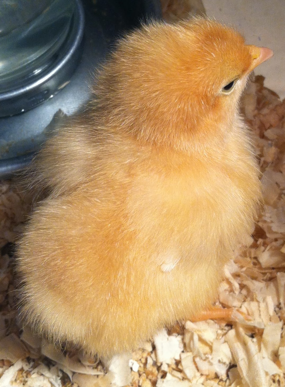 The Backyard Chicken Bug By Rula Sinara