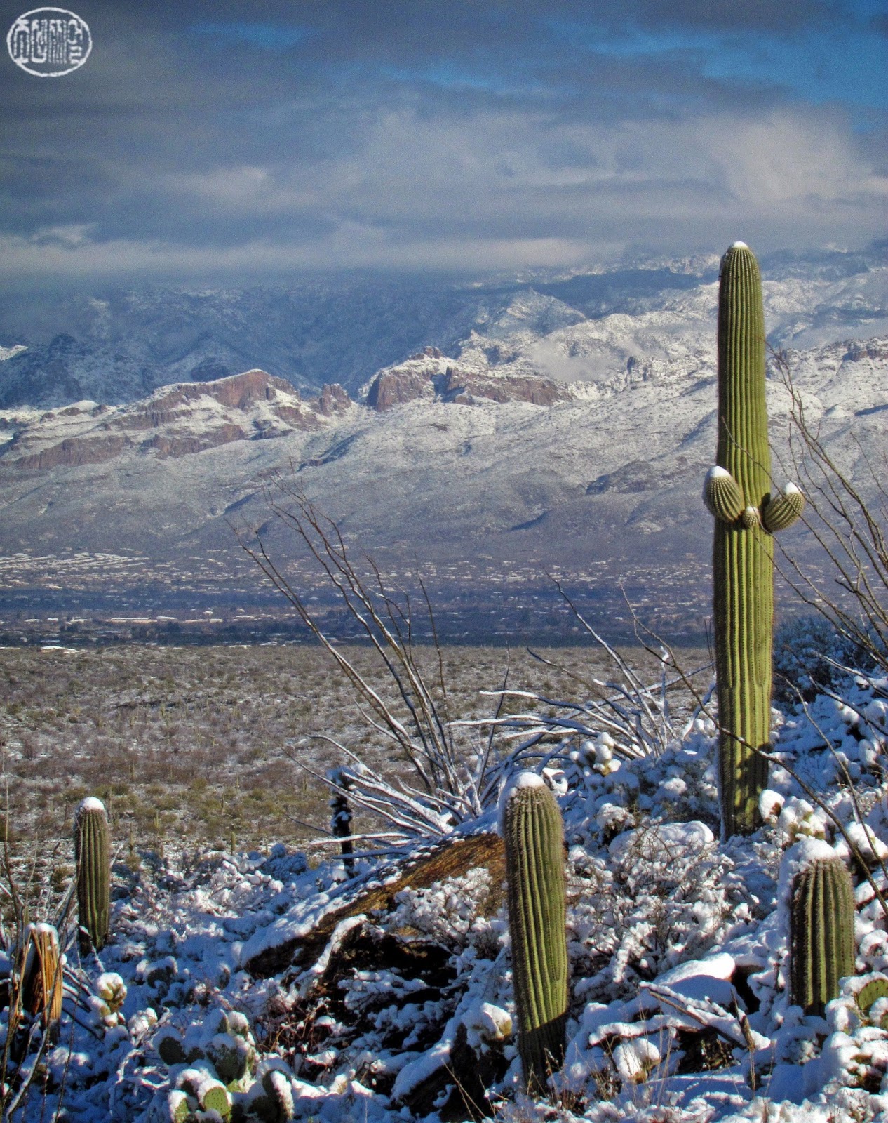 Allophile: Snow! in Tucson!