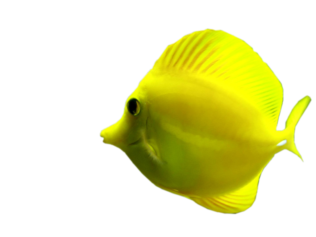 Render - Peixe | Renders Dez Render - Peixe | Renders Dez