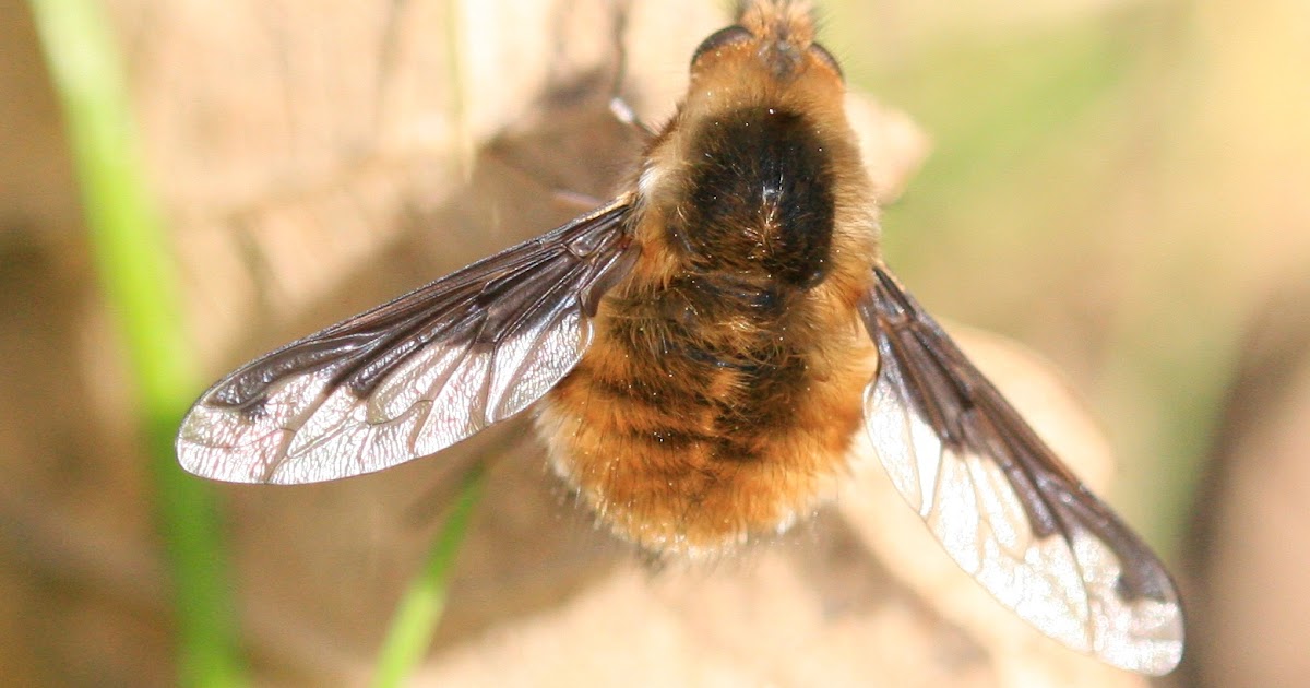 Dorset Dipper: Local insects