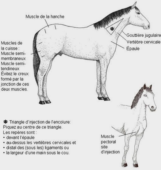 METHODES D’INJECTIONS ~ Medecine Veterinaire