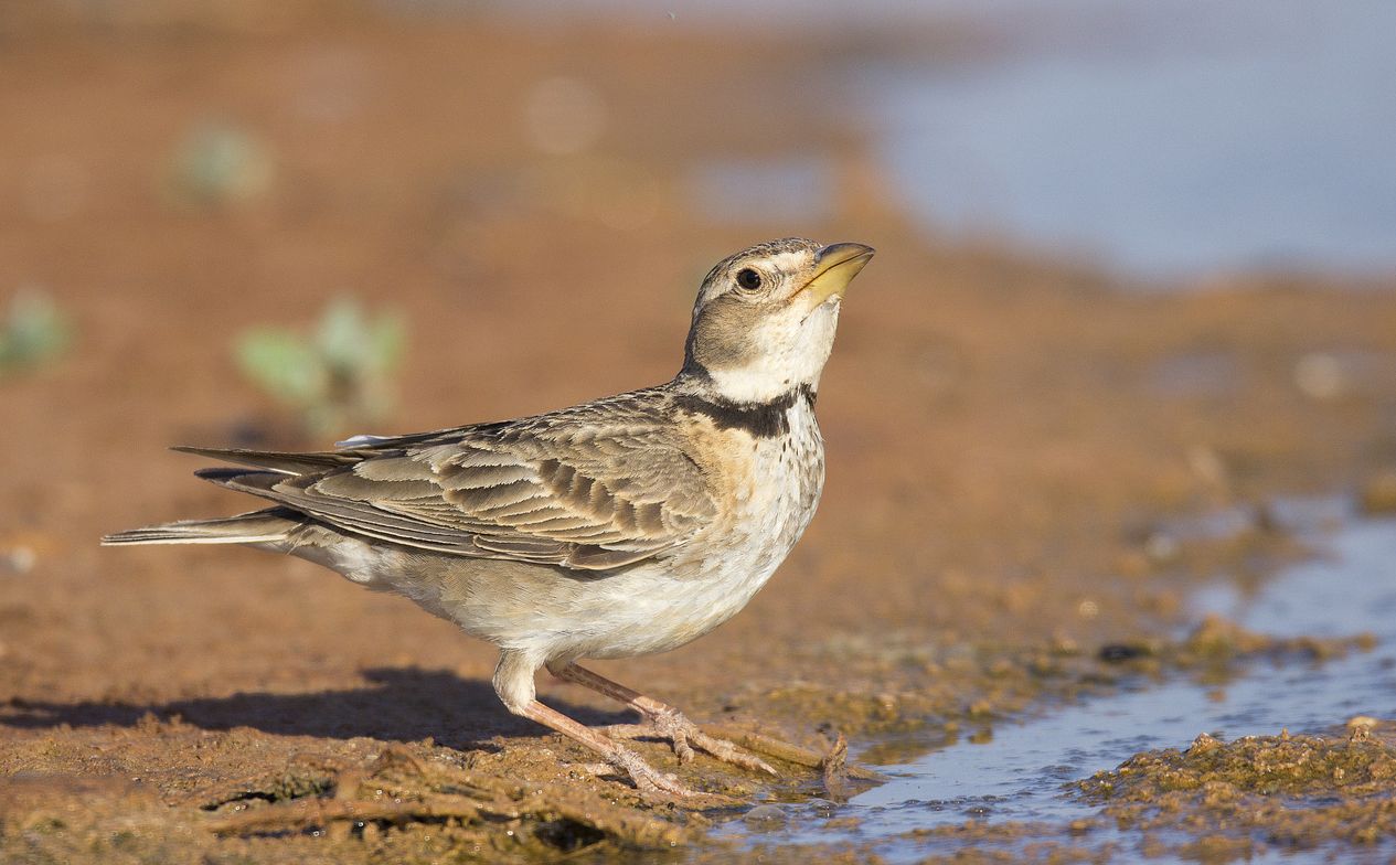 Mundo Natural por (Joaquin Crespillo ): Calandria común (Melanocorypha ...