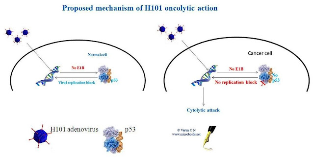 Rhabdovirus-derived particles against leukemia