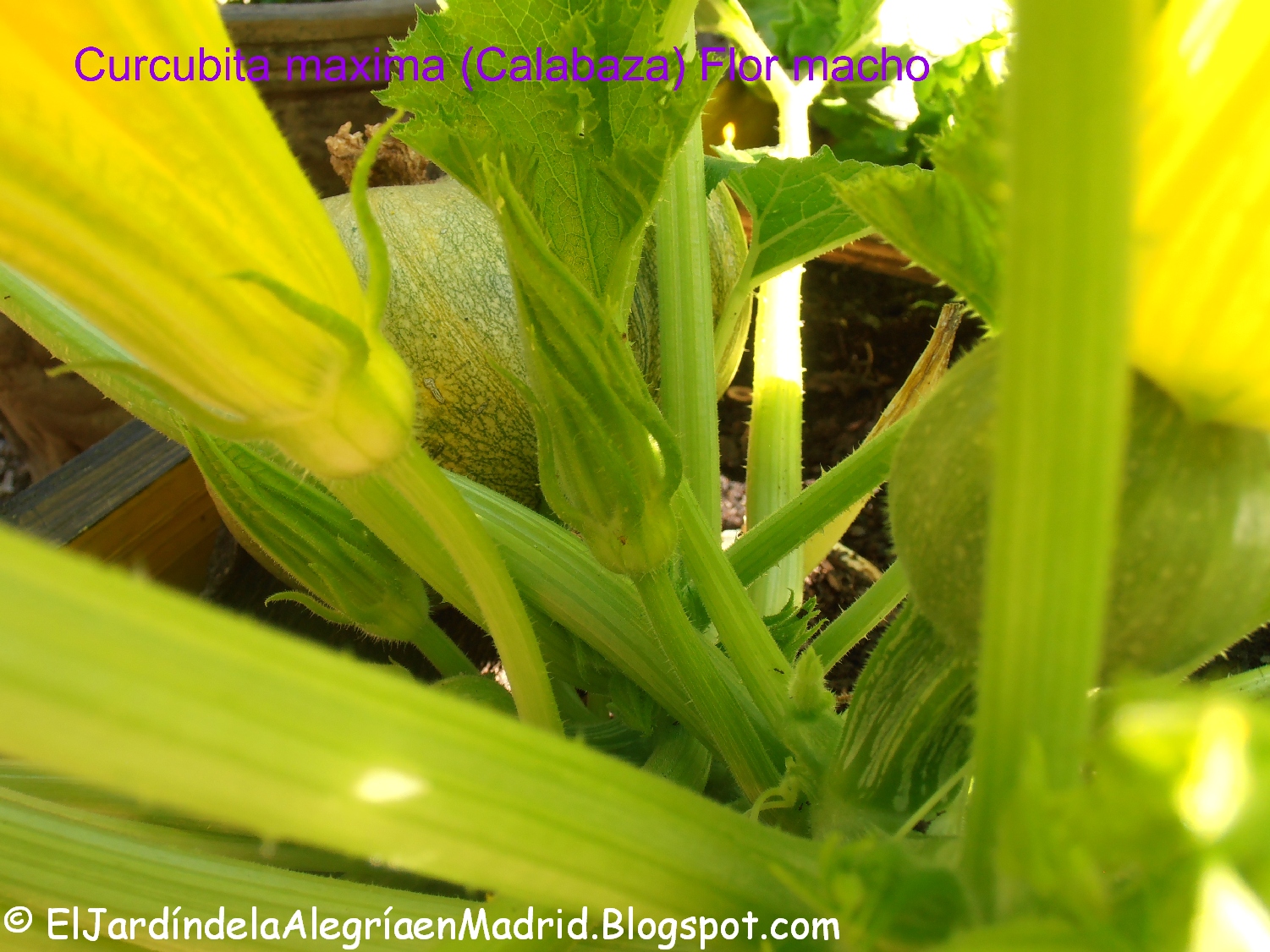 El jardín de la alegría : Flores macho y hembra de Curcubita maxima ...