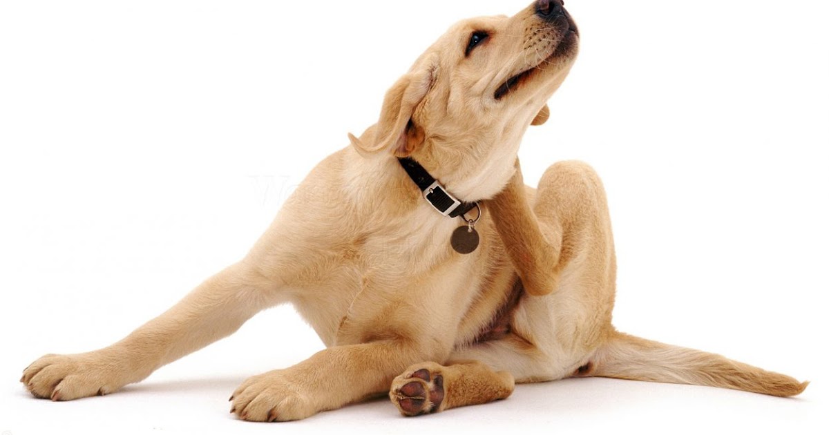 It s A Dog s World Tips For Treating Severe Itching In Dogs it-s-a-dog-s-world-tips-for-treating-severe-itching-in-dogs