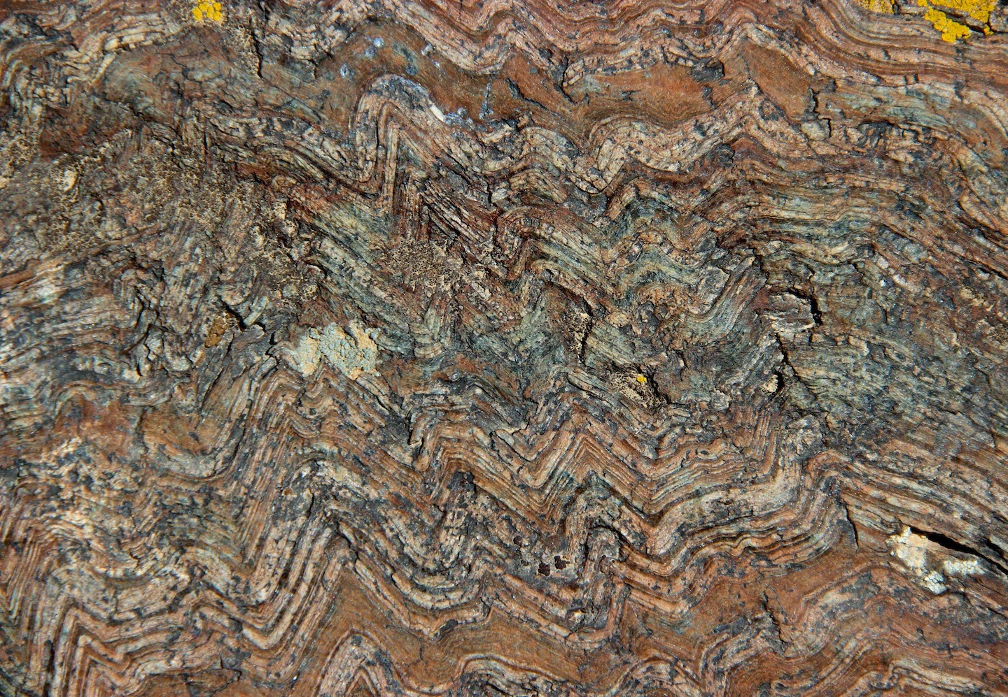 In the Company of Plants and Rocks: Shear Beauty along the Highway