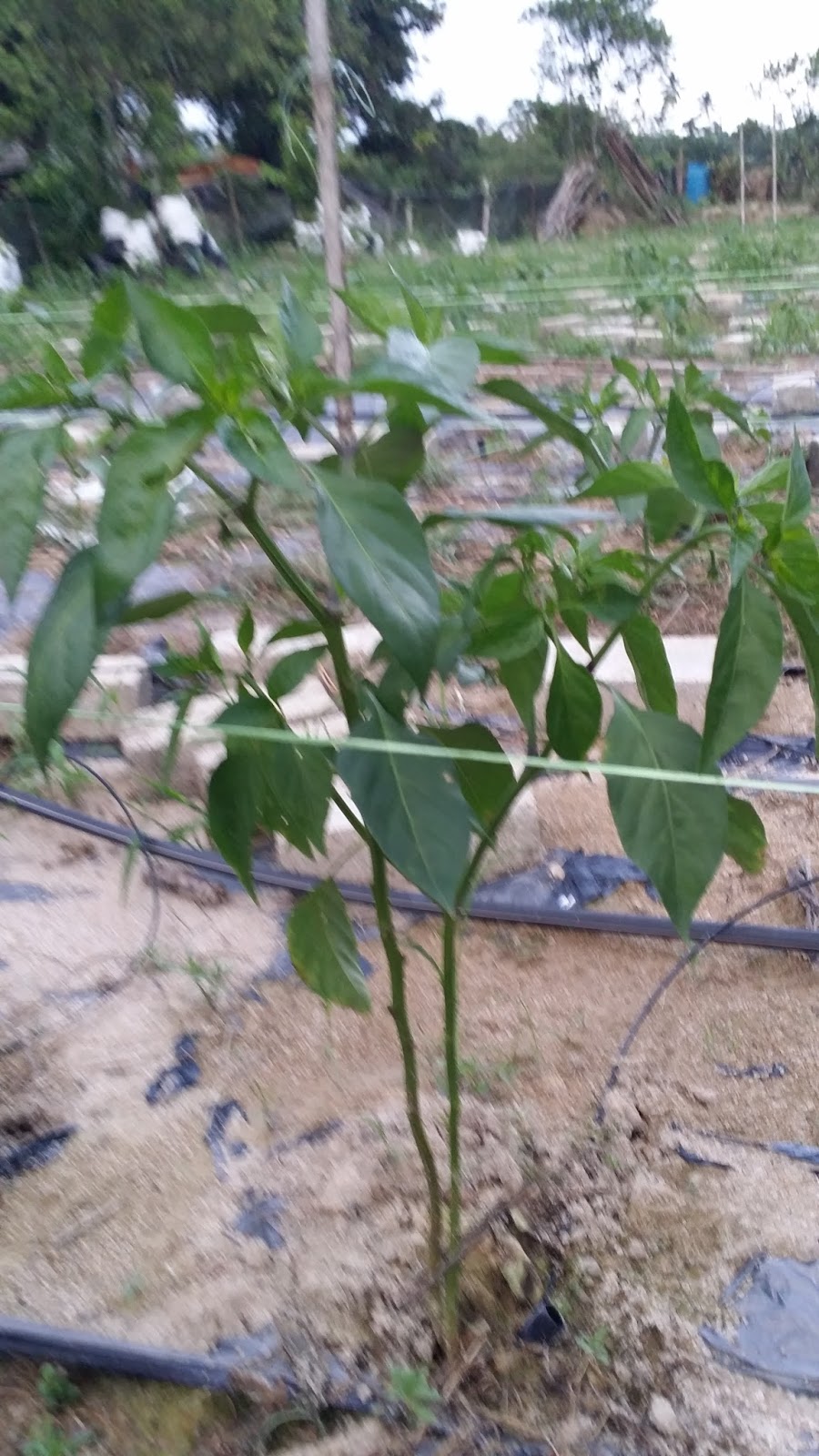 Pertanian Kaedah Fertigasi: Cili Fertigasi Pusingan Ke Empat