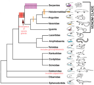 Toxicofera - Alchetron, The Free Social Encyclopedia