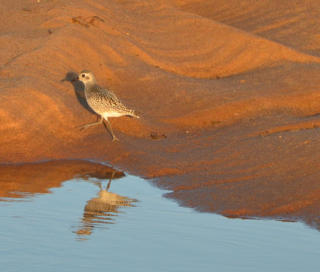 Flower Hill Farm: Glimpses From The Edge - A Wildlife Sanctuary - Cape ...