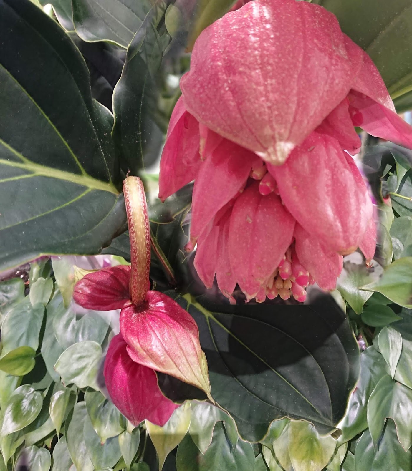 Medinilla