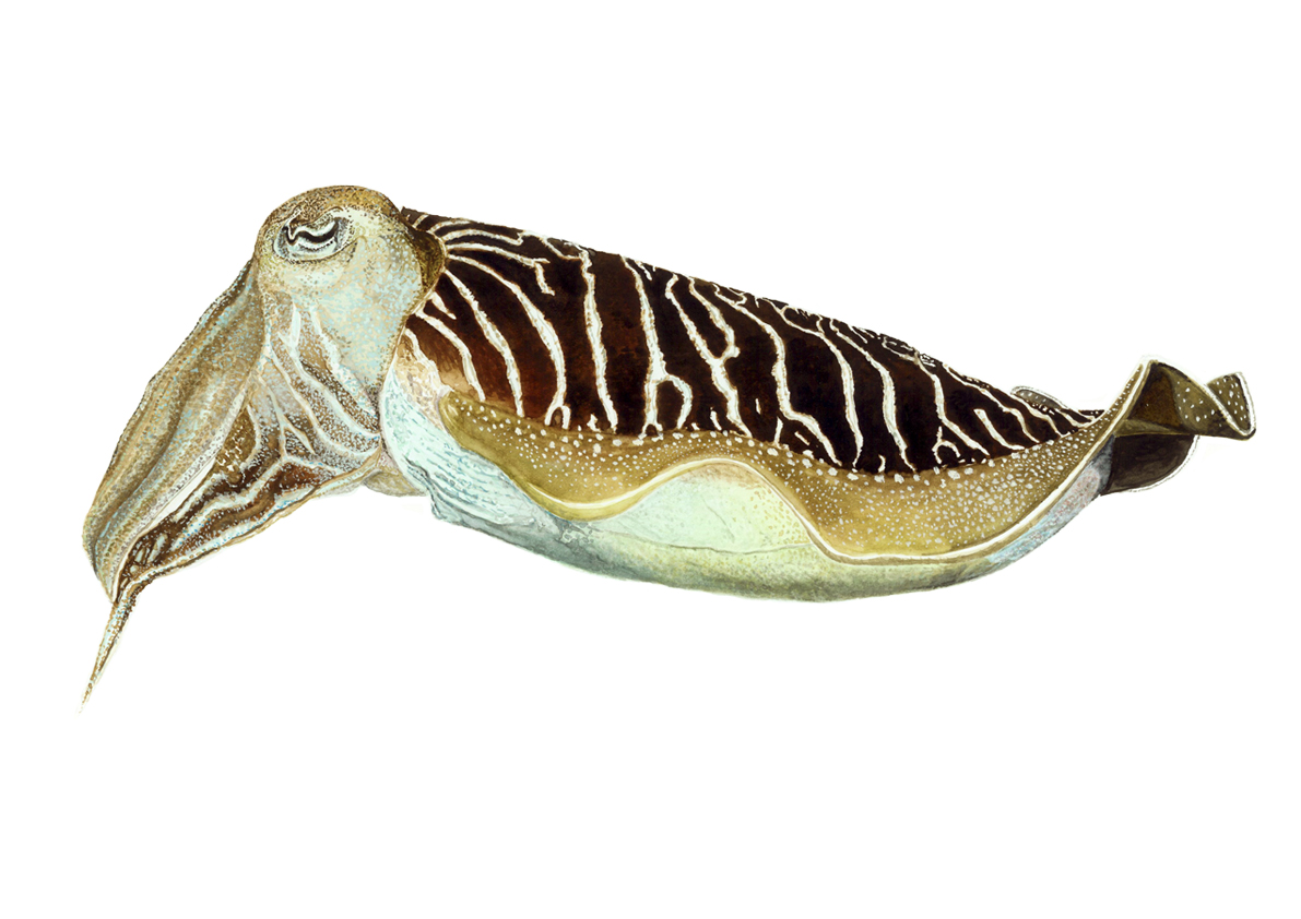 Sepia officinalis - Fran Rodríguez García