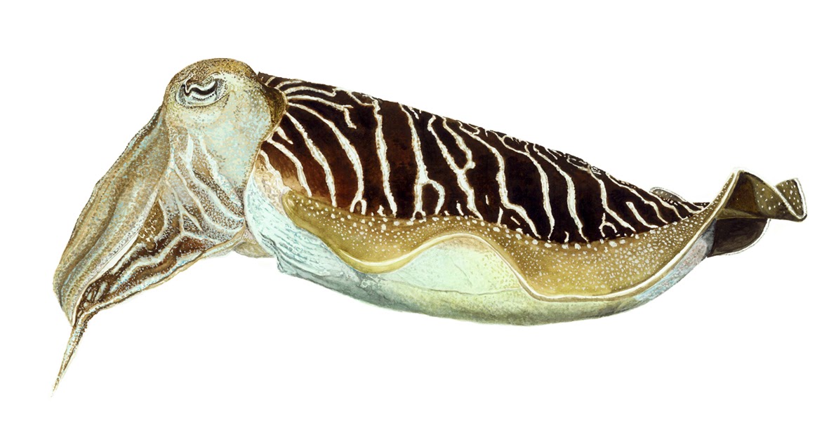 Sepia officinalis - Fran Rodríguez García