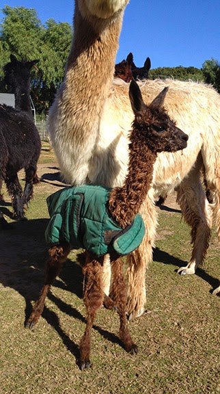 Alpaca Blogging at Windy Hill: CRIA SEASON IS HERE-- Are you ready?