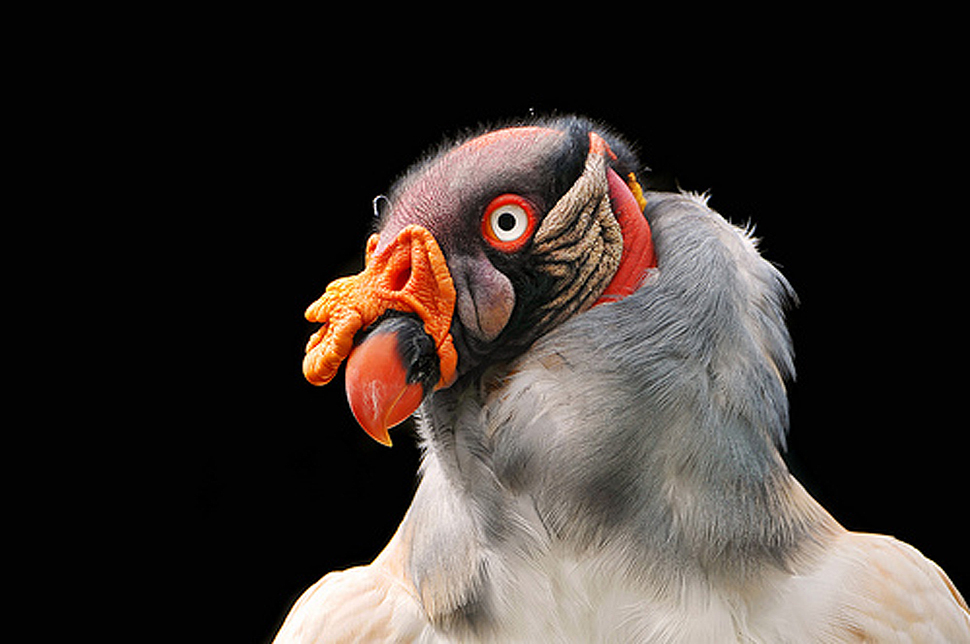Bellas Aves de El Salvador: Sarcoramphus papa (rey zope, zopilote real)
