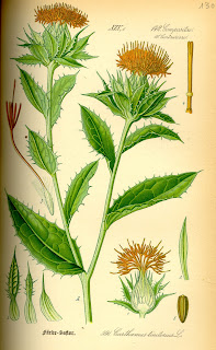 Symphytum : Parlando di erbe officinali... Cartamus tinctorius.