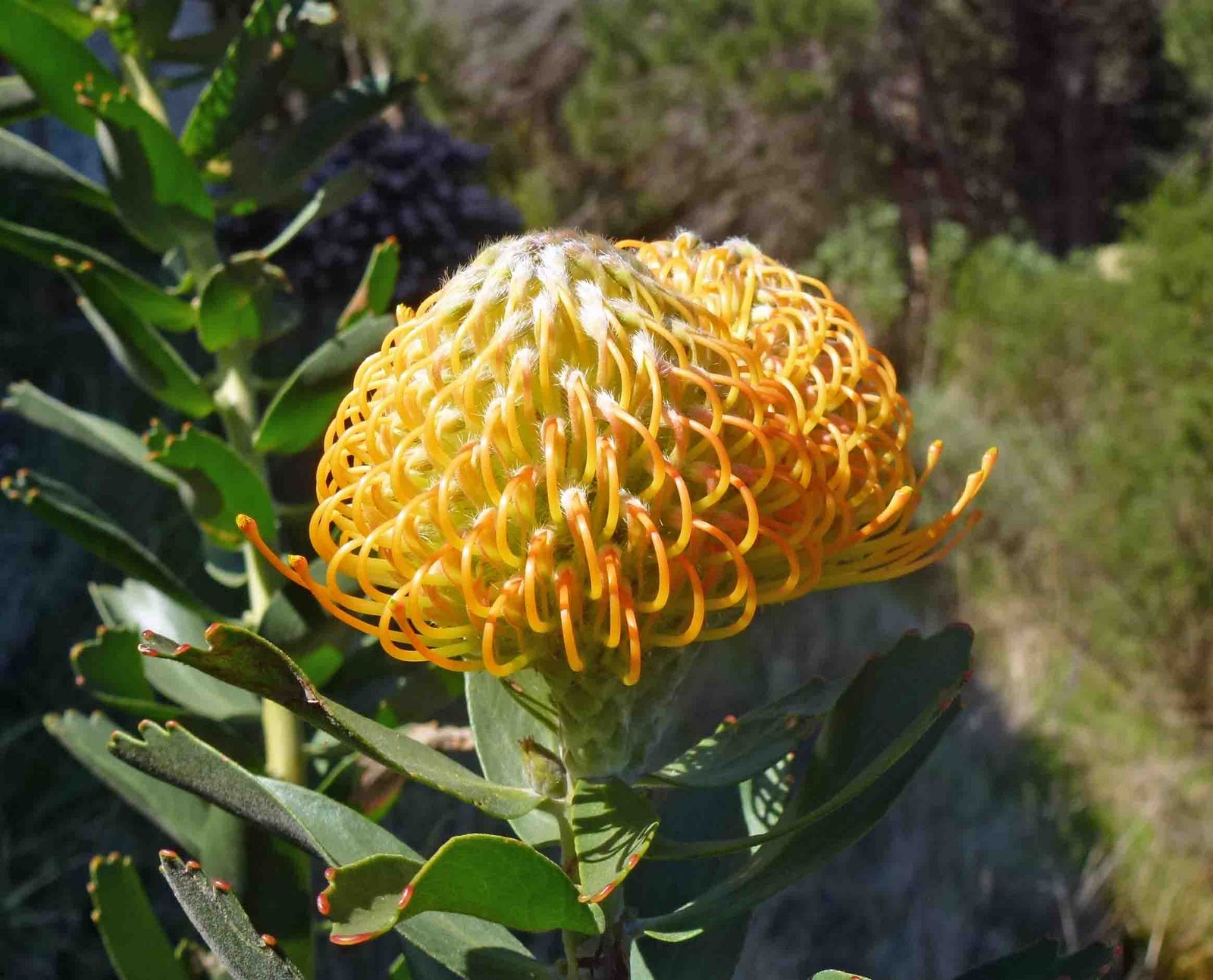 Semester at Sea Ruminations: South Africa Day 4: Fynbos!