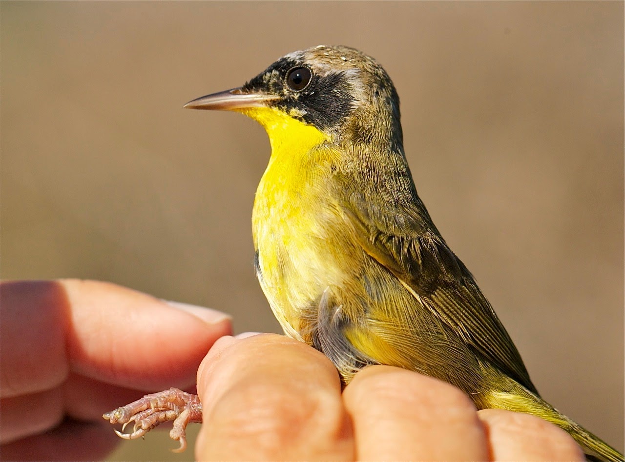 Bird Banding: Learning From Birds In-hand: Color Banding Painted Buntings