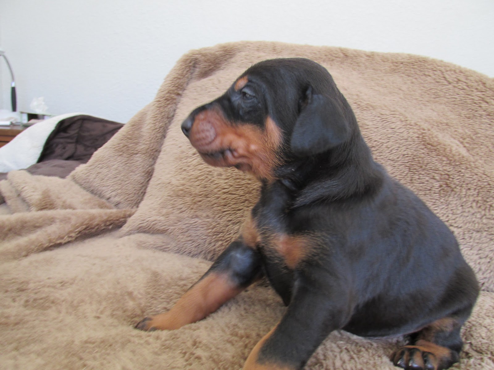 Abby's AKC Doberman Puppies: Black and Rust Males