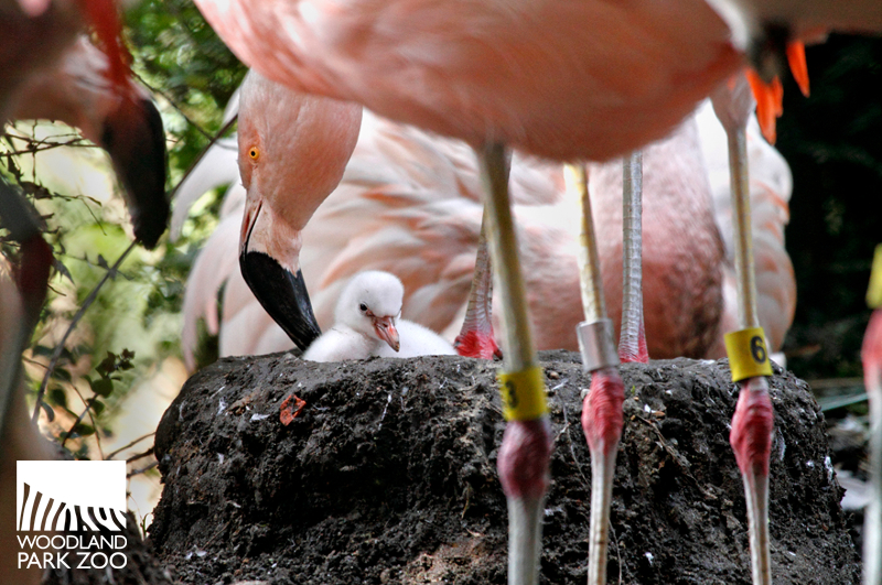 Flamingo chicks add to the baby boom
