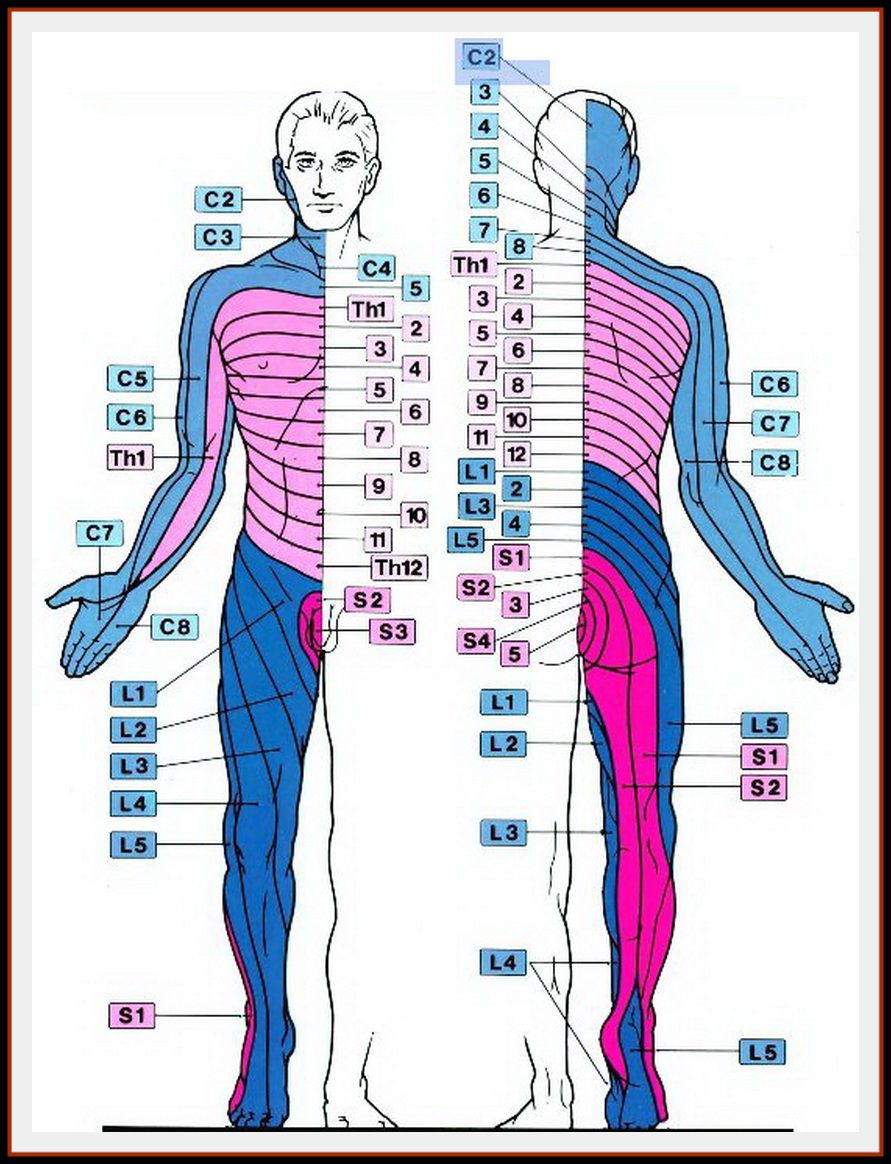 truthlady3: Dermatomes Dermal Segmentation