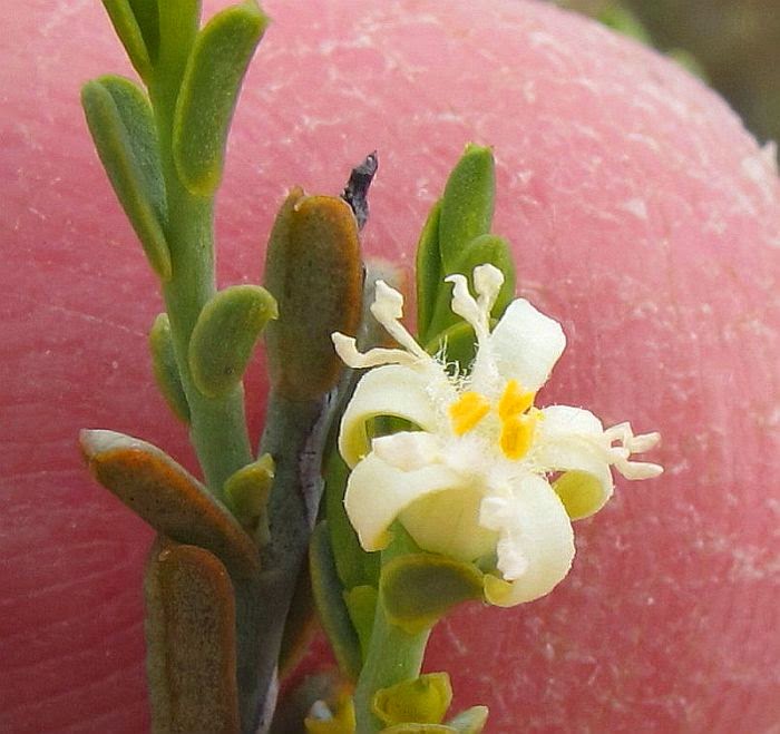 Esperance Wildflowers: Olax benthamiana - Olacaceae