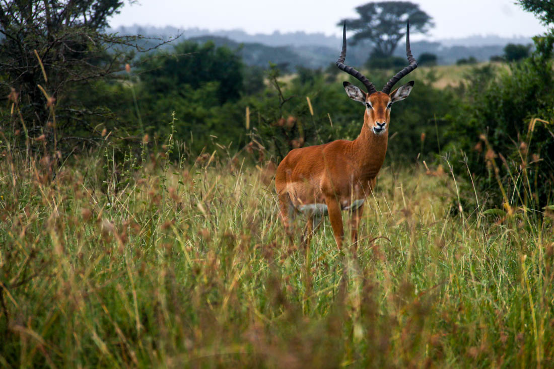 Io Torno A Vivere: Getting close to animals at Nairobi National Park in ...