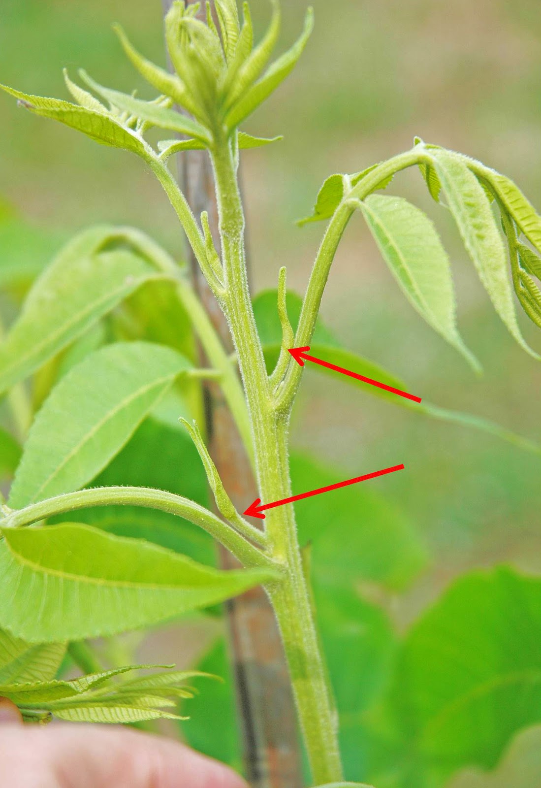 Northern Pecans: Be careful when pulling off stalked buds