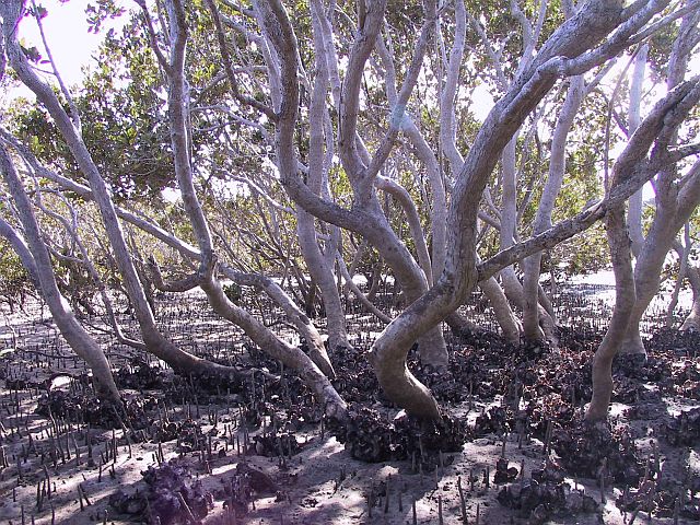 Grey mangrove - Avicennia marina