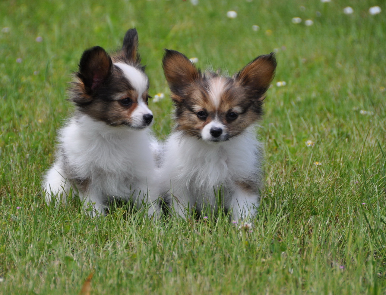 Road's End Papillons : 9 Weeks old Papillon Siblings